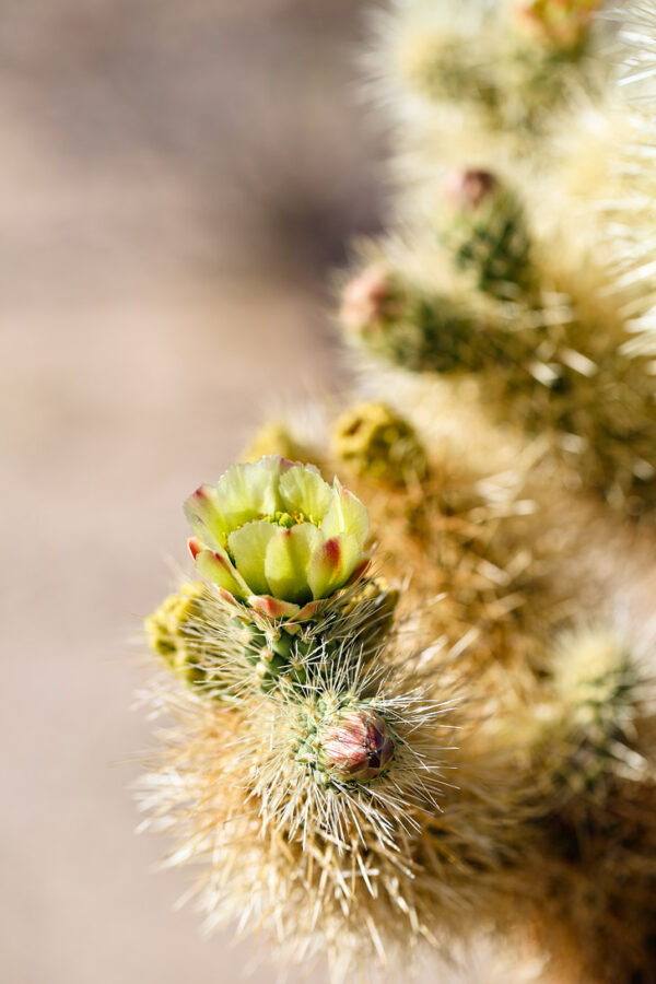 11 Amazing Things to Do in Joshua Tree National Park