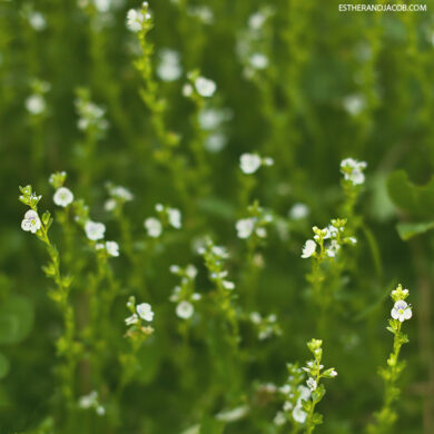 Reasons Why I Love Spring // Spring Happy List