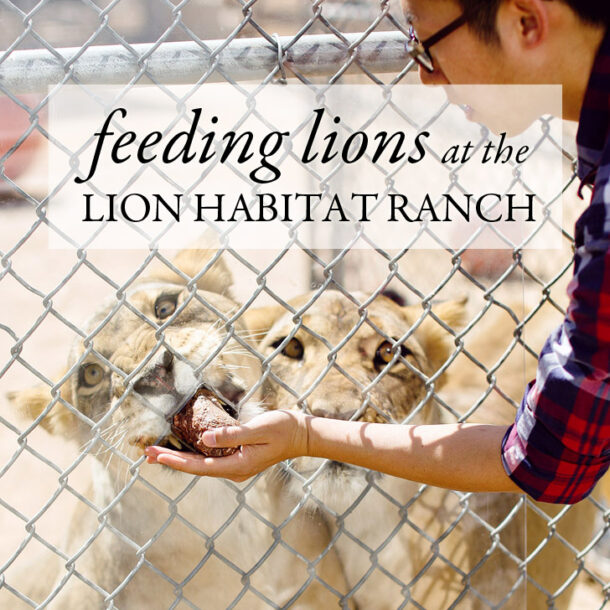 Lion Habitat Ranch Las Vegas | Local Adventurers #3