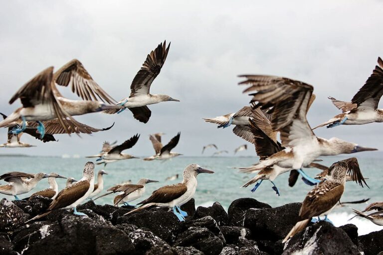 Blue Footed Booby Colony in The Wetlands Isabela Island