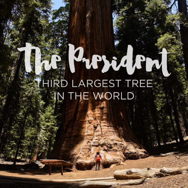 The President Tree - Third Largest Tree in the World