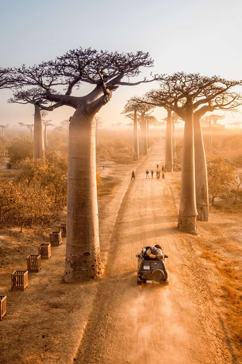 11 Most Amazing Trees to Put On Your Bucket List