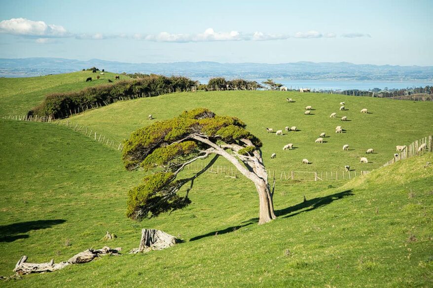 11 Most Amazing Trees to Put On Your Bucket List