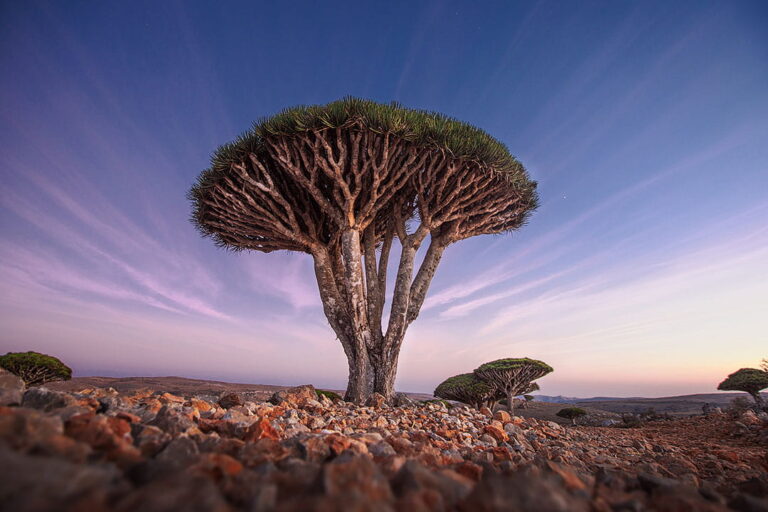 11 Most Amazing Trees to Put On Your Bucket List