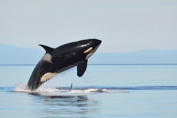 15 Best Places to Whale Watch in the US + When to Go