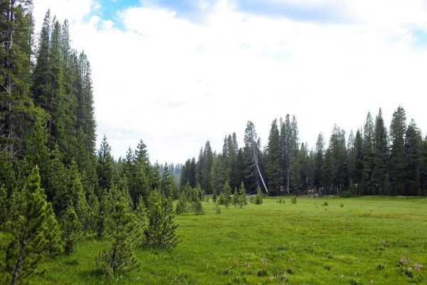 15 Amazing Things to Do in Sequoia National Park + Kings Canyon