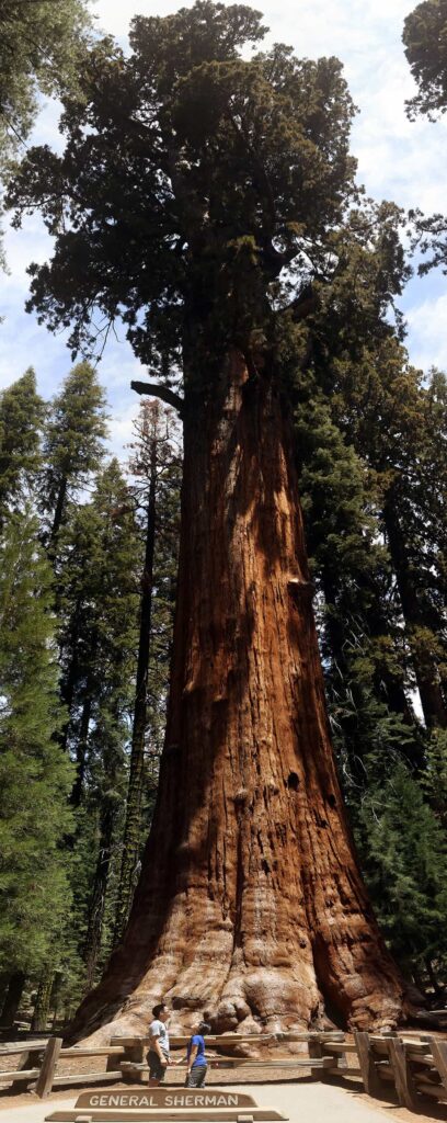 15 Amazing Things to Do in Sequoia National Park + Kings Canyon