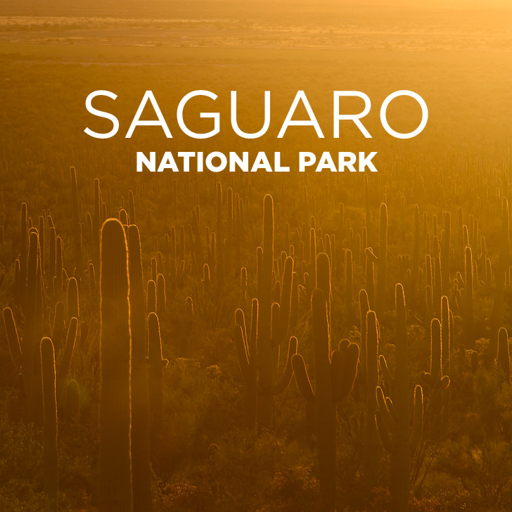11 Beautiful Things To Do In Saguaro National Park