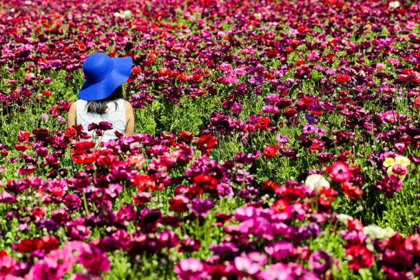 11+ Beautiful California Flower Fields You Must Visit This Spring