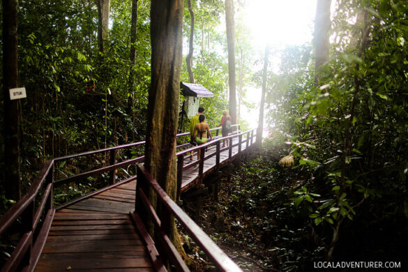 Swimming with Stingless Jellyfish in Jellyfish Lake Kakaban