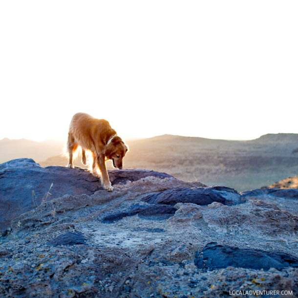 11 Unique Things to Do in Fallon Nevada » Local Adventurer
