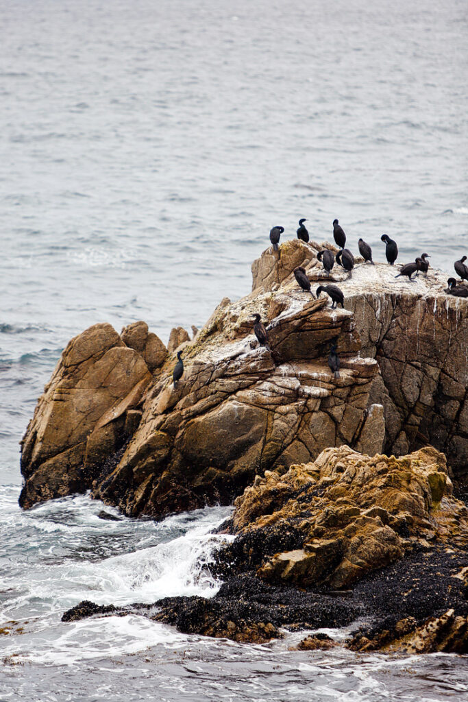 A Quick Guide to the 17 Mile Drive Monterey + Trip Giveaway