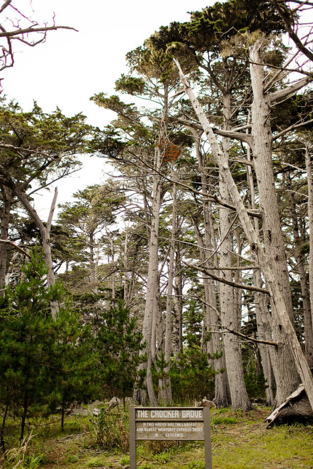 A Quick Guide to the 17 Mile Drive Monterey + Trip Giveaway