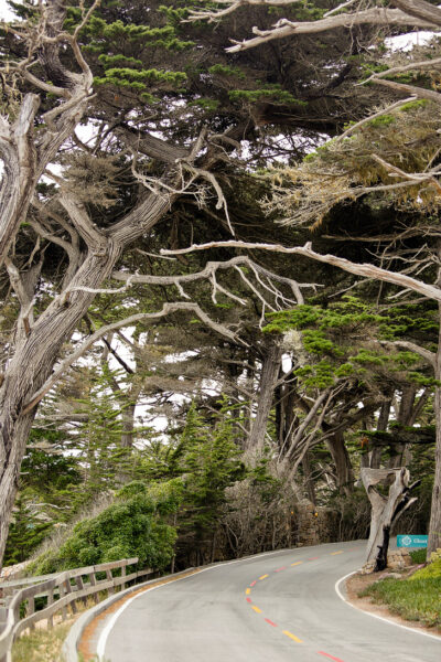 15 Things to Do in Monterey CA + Giveaway