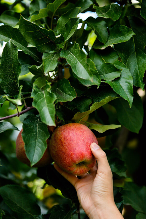 Apple Picking in the Hood River Fruit Loop Oregon