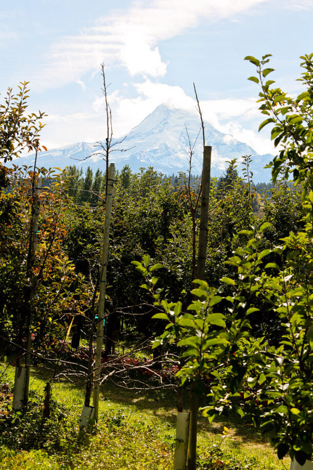 Apple Picking in the Hood River Fruit Loop Oregon