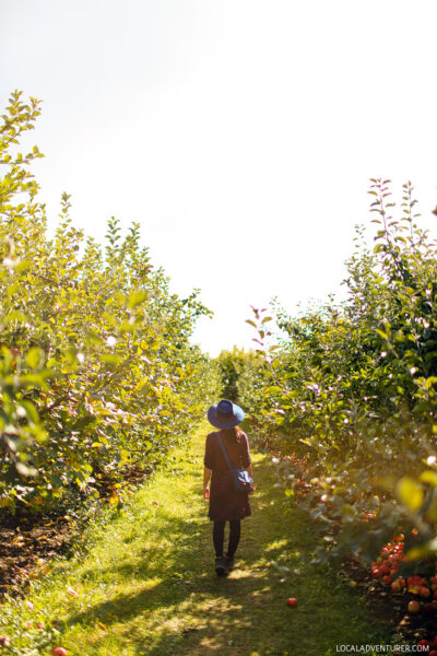 Apple Picking in the Hood River Fruit Loop Oregon