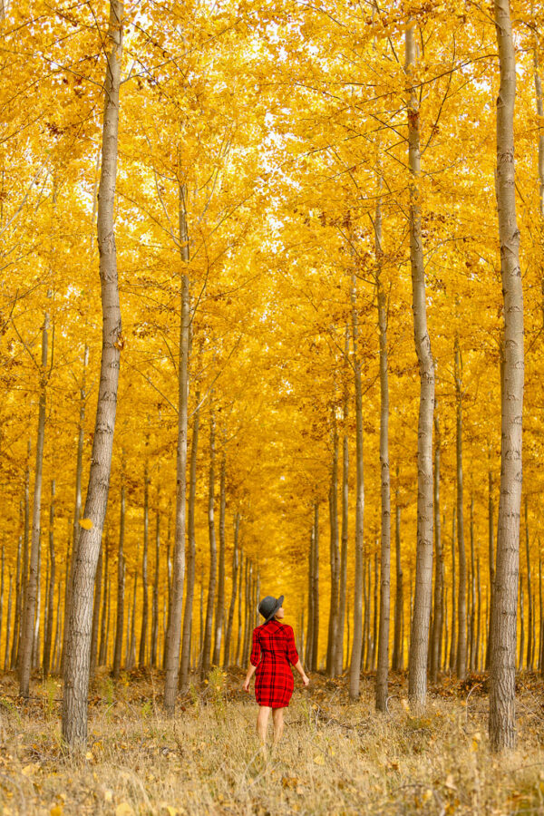 Last Chance to See the Autumn Colors of the Boardman Tree Farm