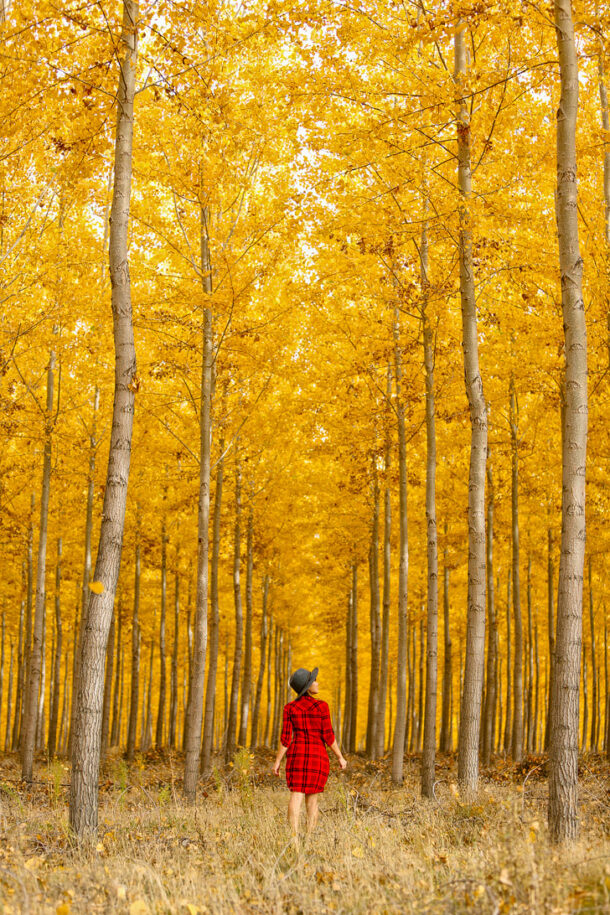 Last Chance to See the Autumn Colors of the Boardman Tree Farm
