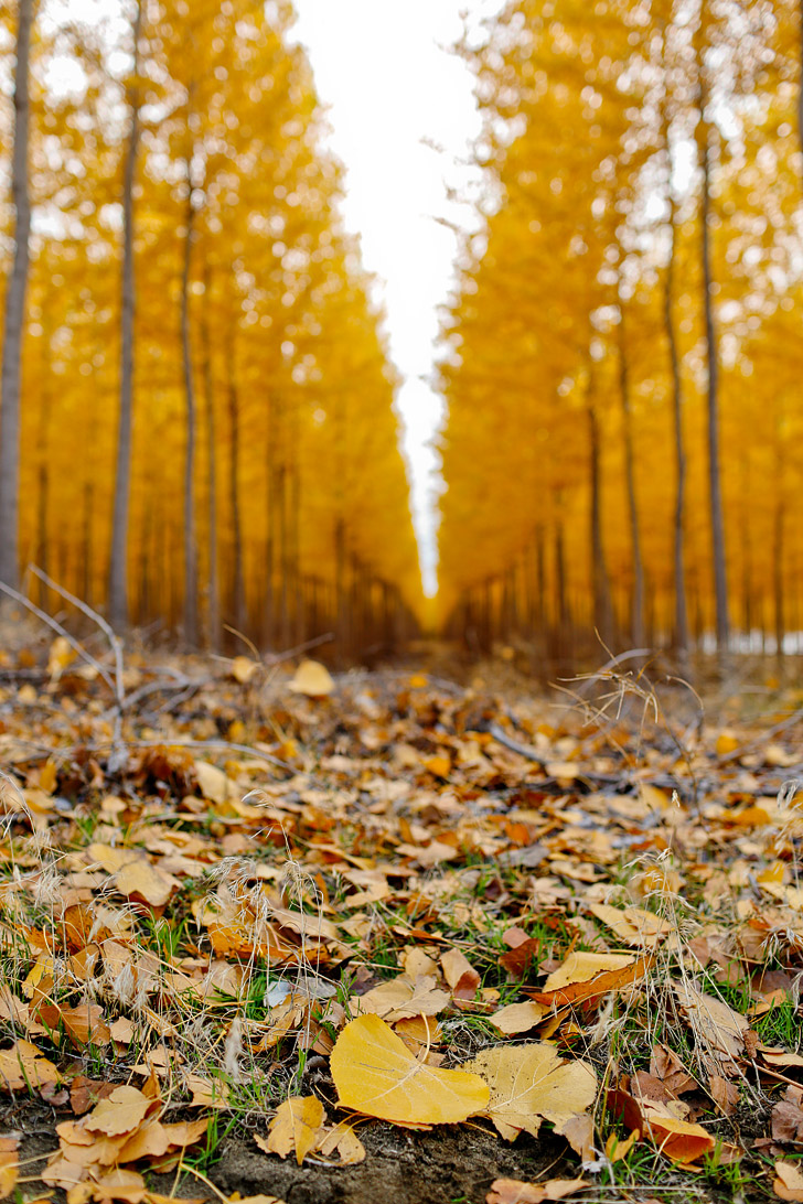 Last Chance to See the Autumn Colors of the Boardman Tree Farm