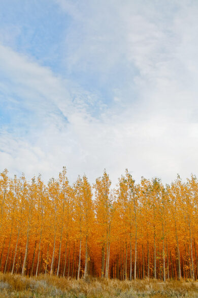 Last Chance to See the Autumn Colors of the Boardman Tree Farm