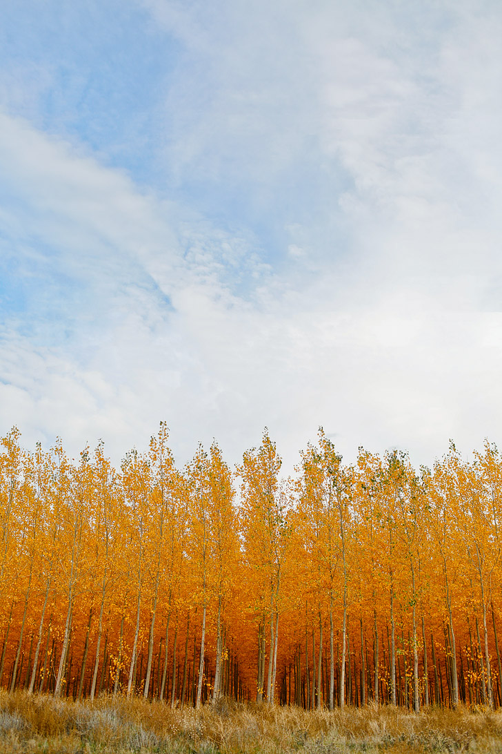 Last Chance to See the Autumn Colors of the Boardman Tree Farm