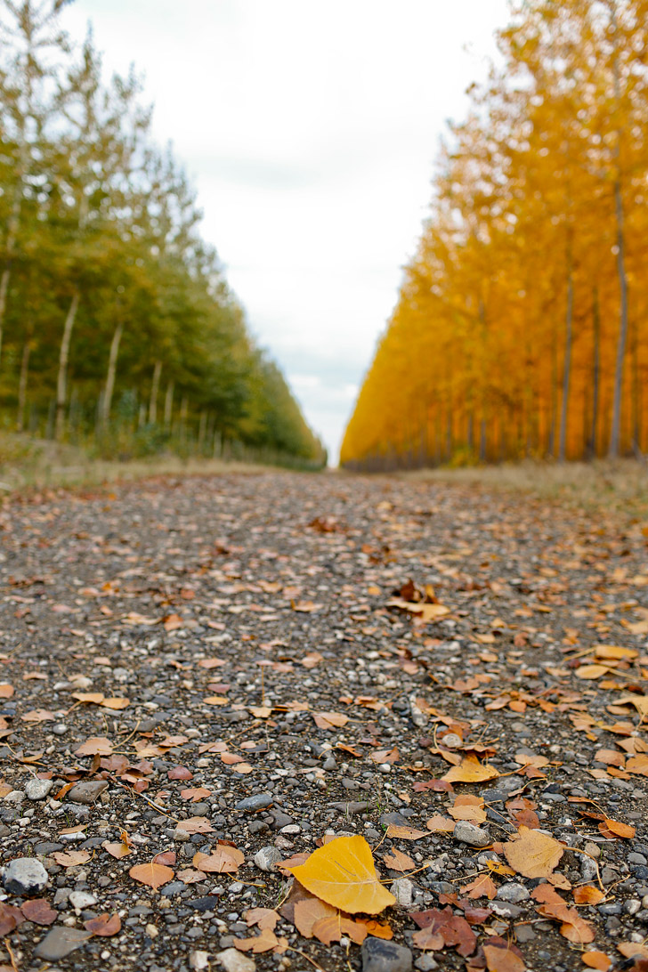 Last Chance to See the Autumn Colors of the Boardman Tree Farm
