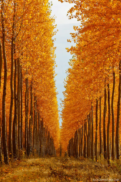 Last Chance to See the Autumn Colors of the Boardman Tree Farm