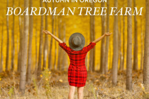 Angels Rest Hike, Columbia River Gorge, Oregon » Local Adventurer ...