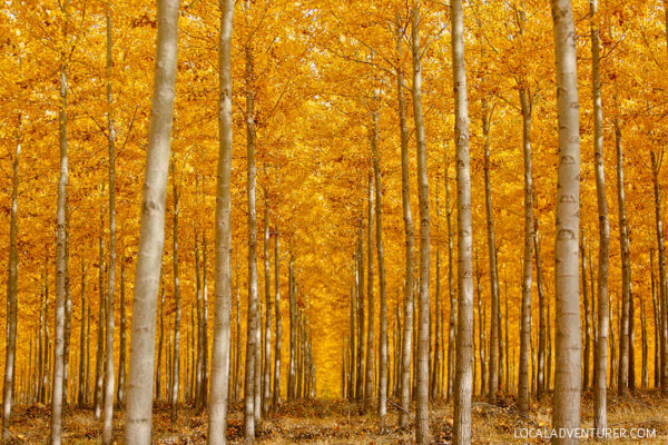 Last Chance to See the Autumn Colors of the Boardman Tree Farm