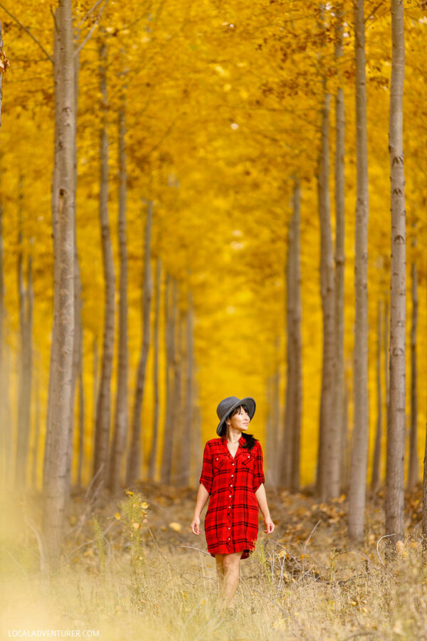 Last Chance to See the Autumn Colors of the Boardman Tree Farm