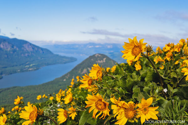 Best Hikes to See Pacific Northwest Wildflowers (Oregon and Washington)