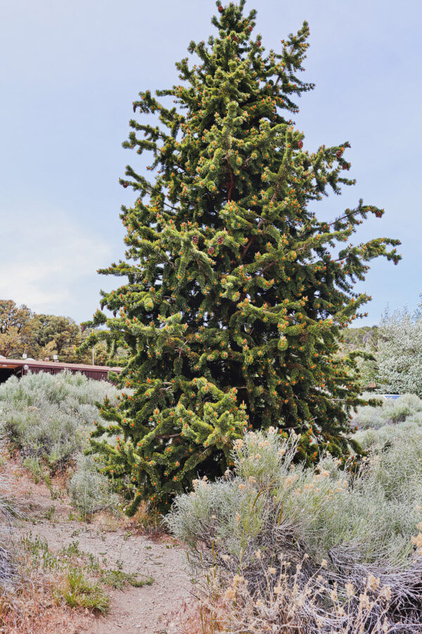 7 Things You Can't Miss in Great Basin National Park Nevada