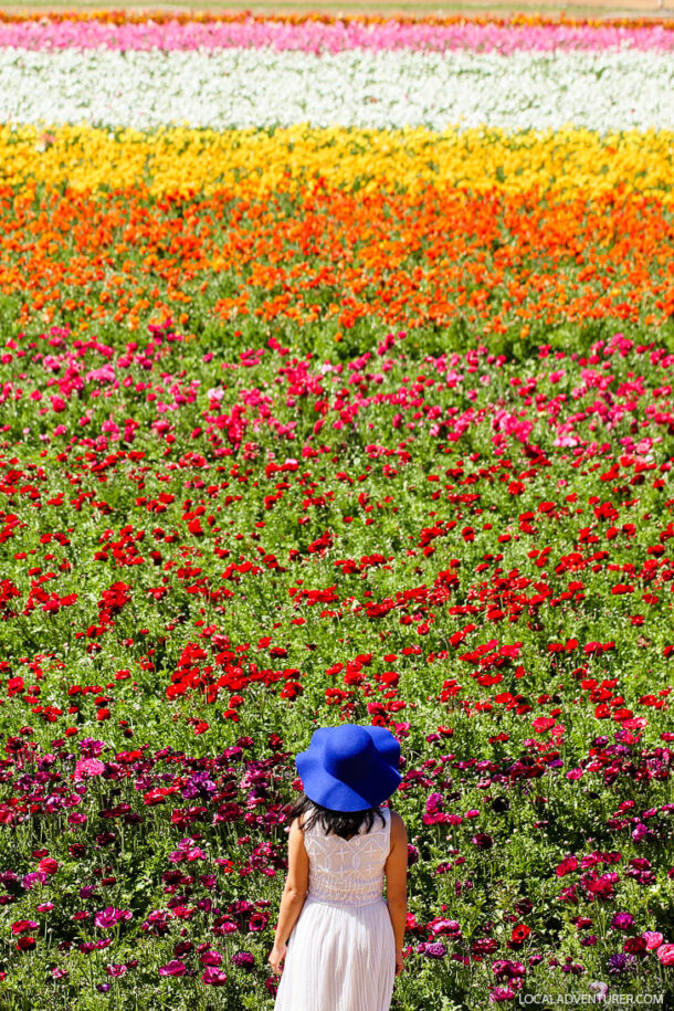 11+ Beautiful California Flower Fields You Must Visit This Spring