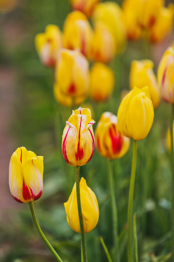Essential Tips for Visiting the Wooden Shoe Tulip Festival in Oregon