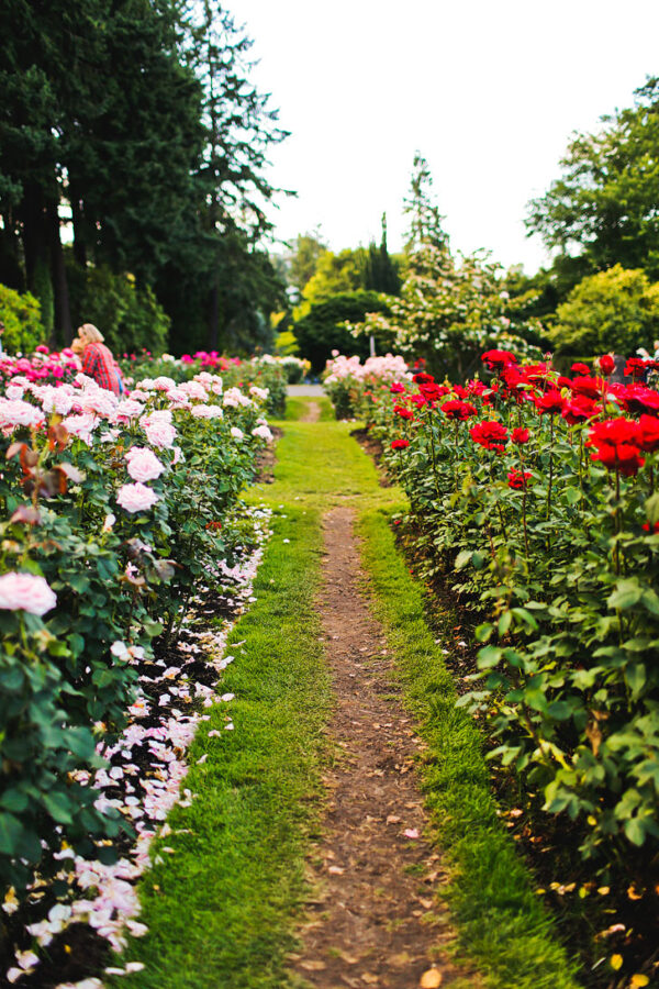 Where to Find Roses in Portland Oregon aka Rose City » Best Rose ...