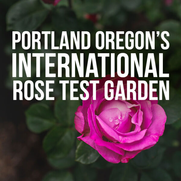 International Rose Test Garden in the City of Roses