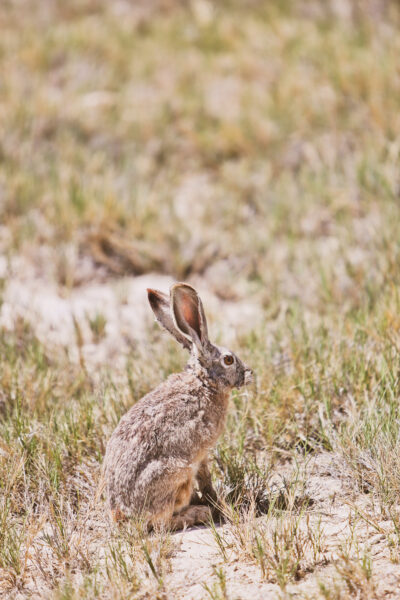 Fly Geyser Nevada - What You Need to Know Before You Go