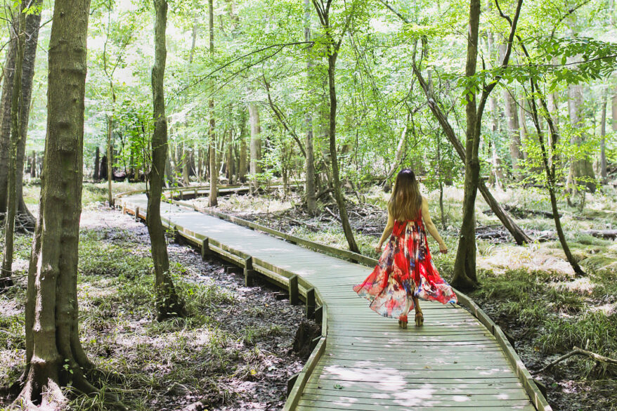 11 Unique Things to Do in Congaree National Park