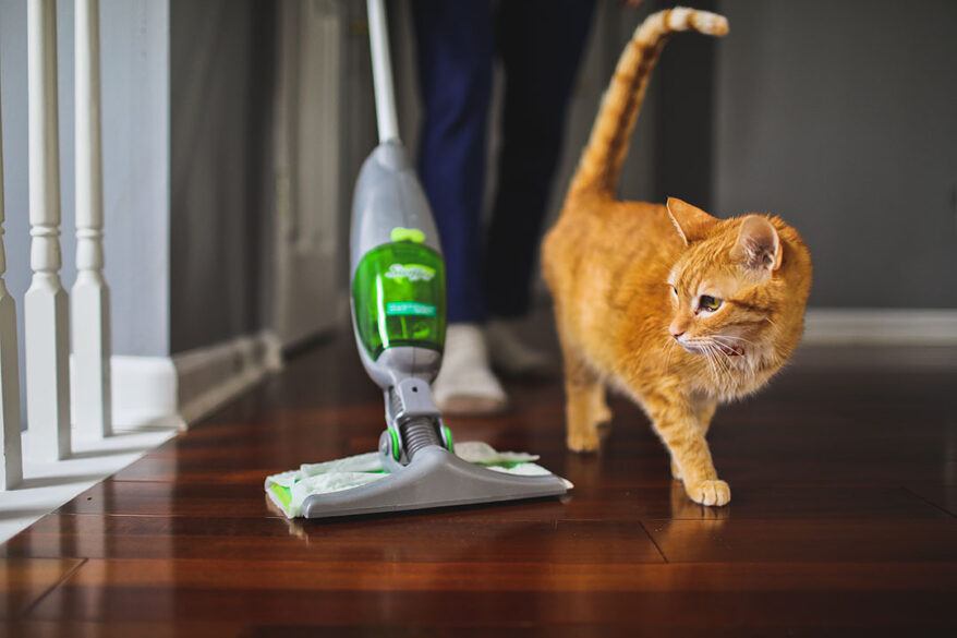 Our Cat Adoption Story - How Our Catventurers Became Part of Our Family ...