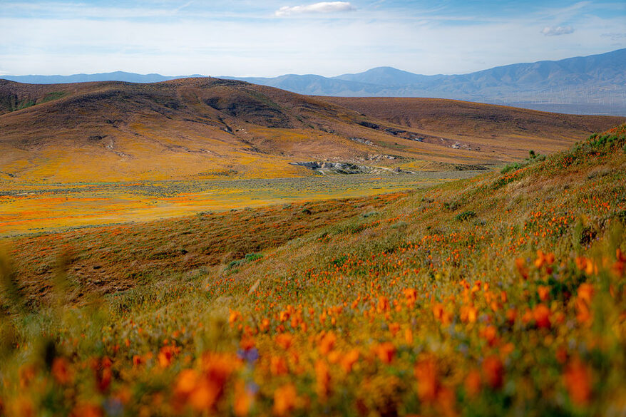 11+ Beautiful California Flower Fields You Must Visit This Spring