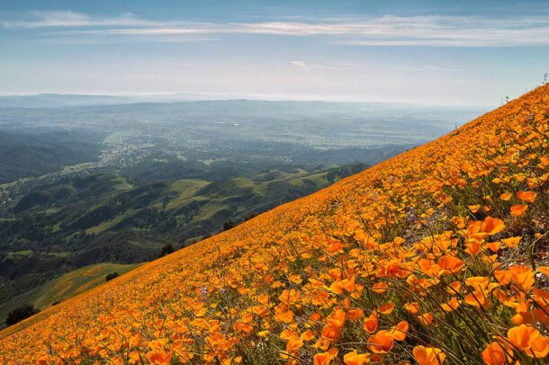 11+ Beautiful California Flower Fields You Must Visit This Spring