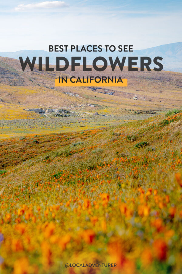 11 Beautiful California Flower Fields You Must Visit This Spring