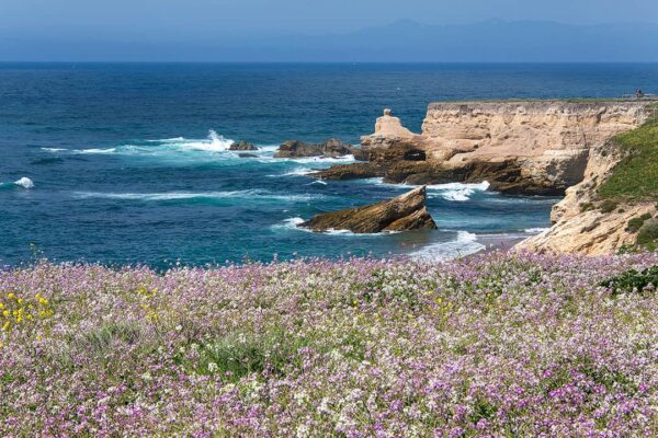 11+ Beautiful California Flower Fields You Must Visit This Spring