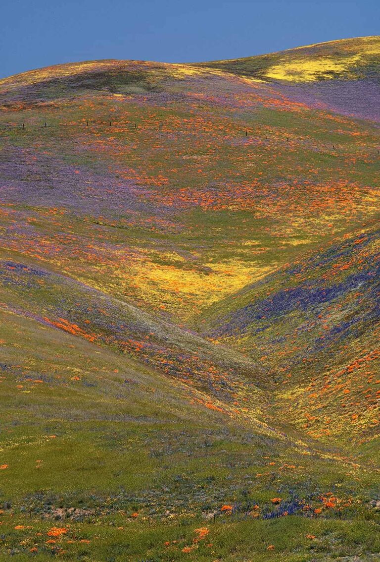 11+ Beautiful California Flower Fields You Must Visit This Spring